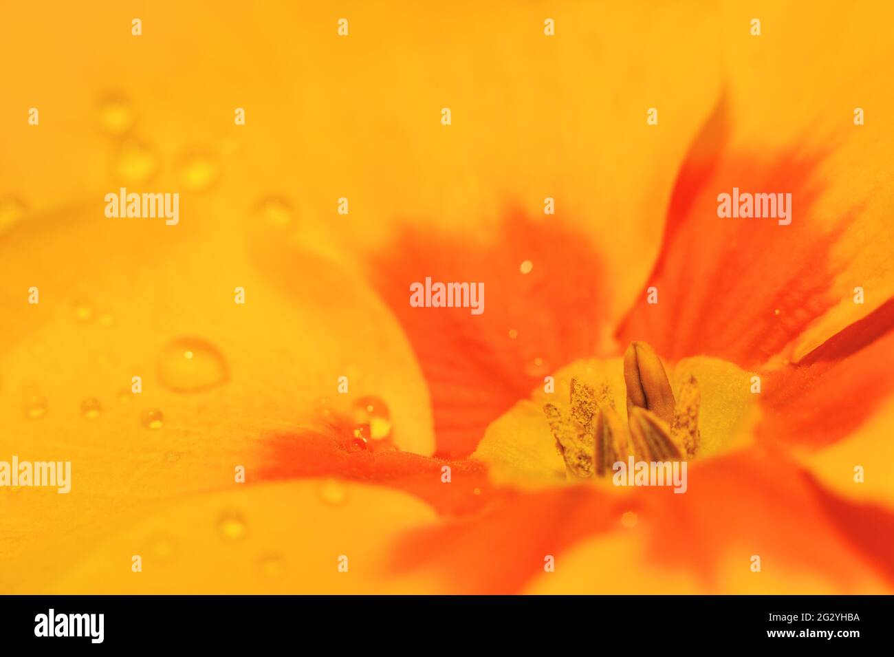 Primrose petal hi-res stock photography and images - Alamy