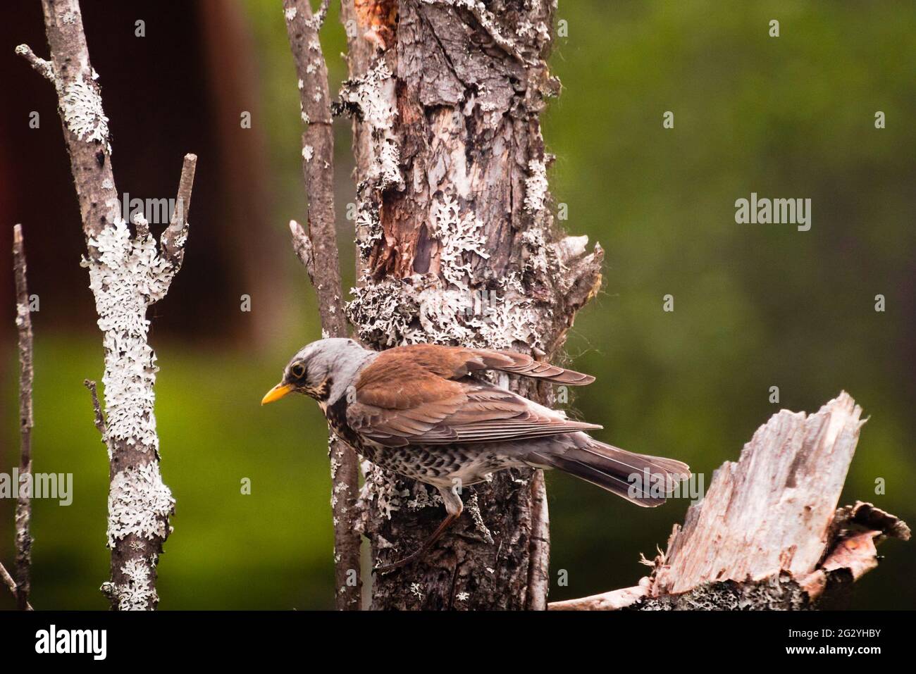 Fieldfare (Turdus pilaris) climbing on a lichenous tree Stock Photo - Alamy