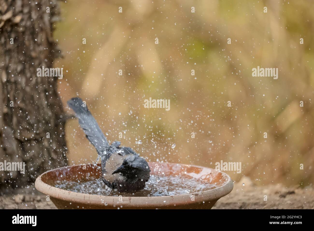 Grey Treepie (Dendrocitta formosae) Bird photographed in Sattal while ...