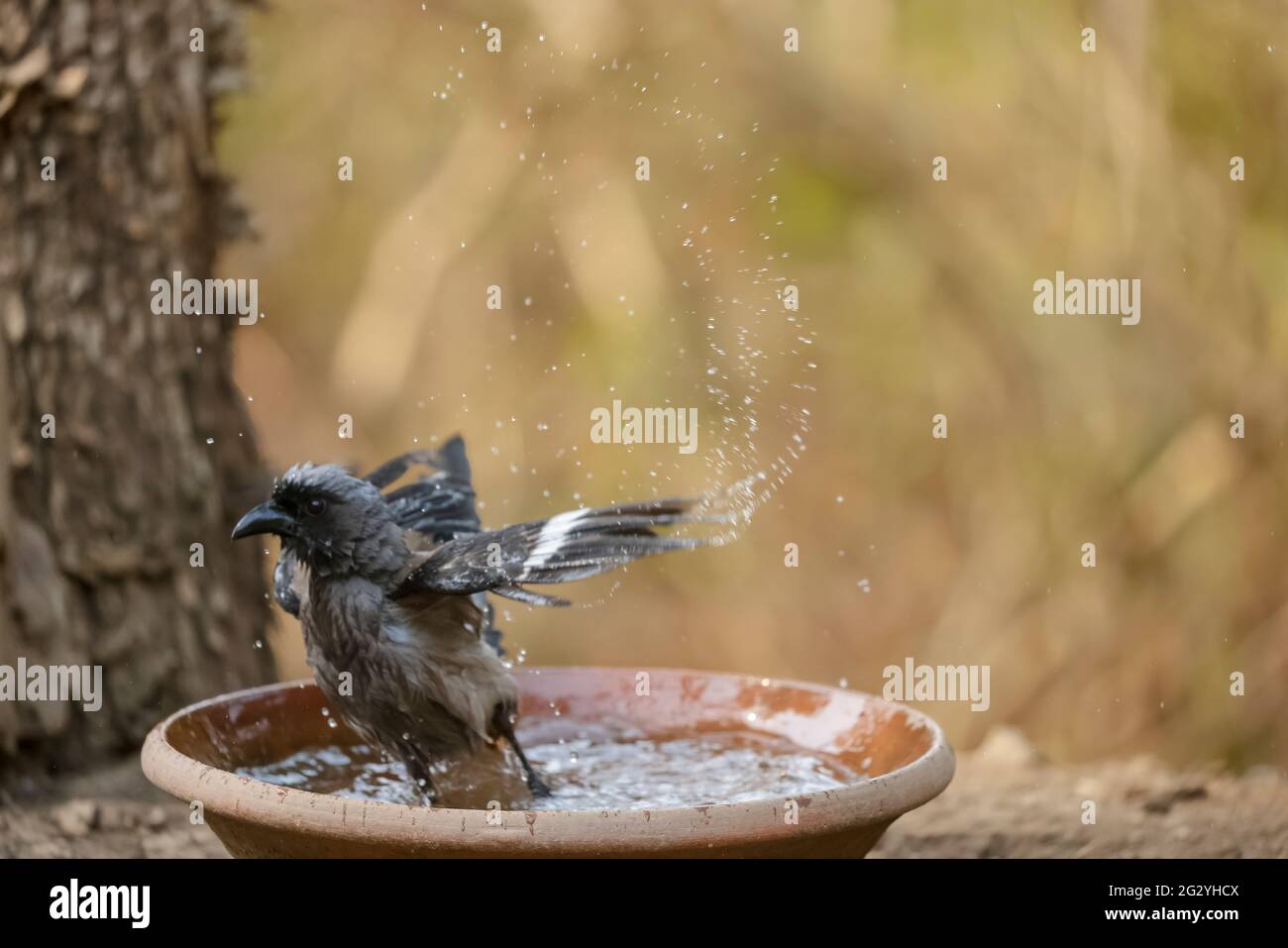 Grey Treepie (Dendrocitta formosae) Bird photographed in Sattal while ...
