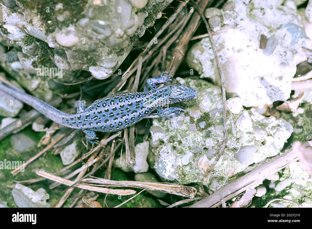 Colorful lizard surreal color on a courtyard. Reptile lizards on ...