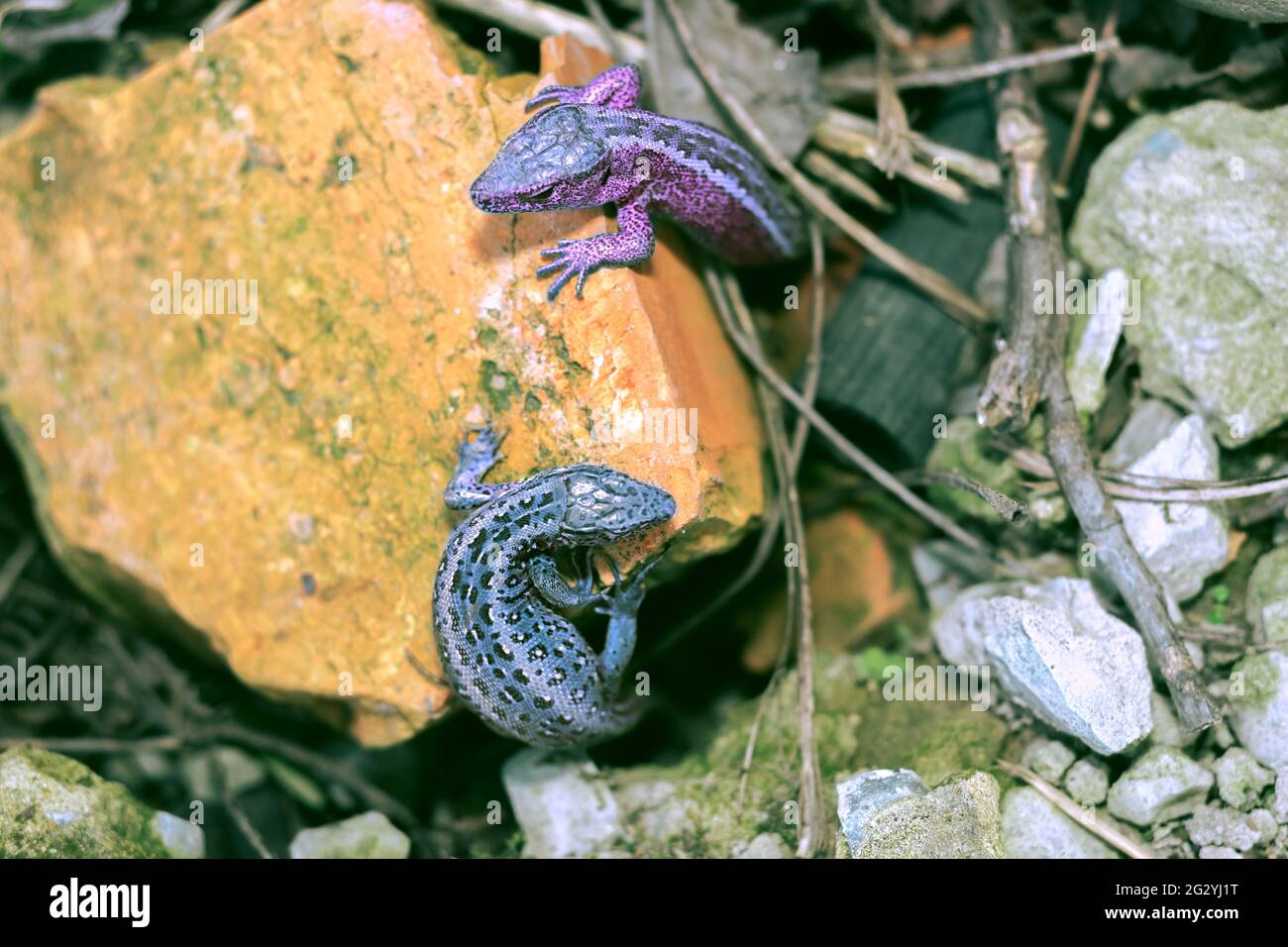 Colorful lizards surreal color on a courtyard. Reptile lizards on ...