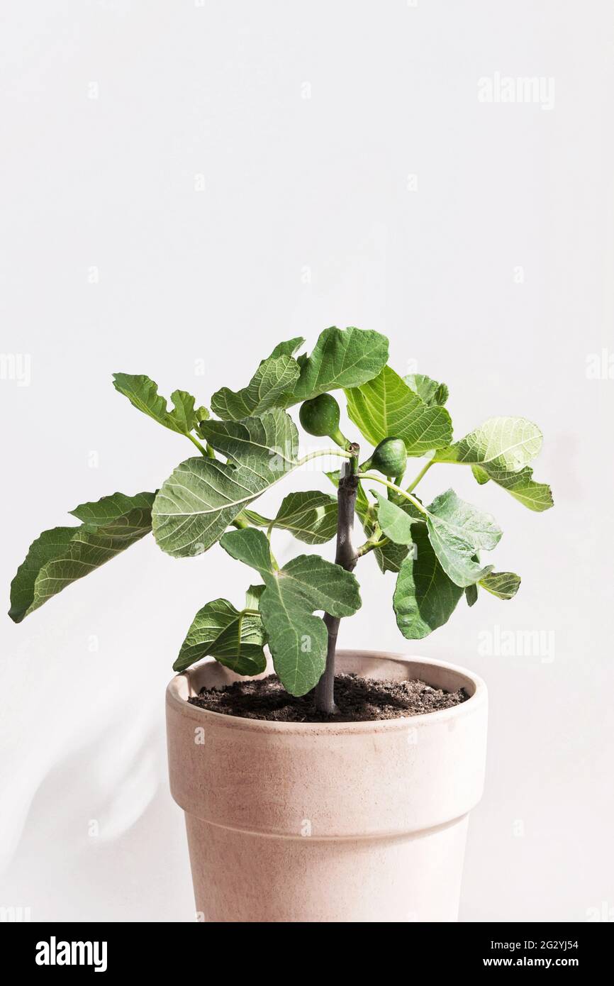 Figs tree in pot hi-res stock photography and images - Alamy