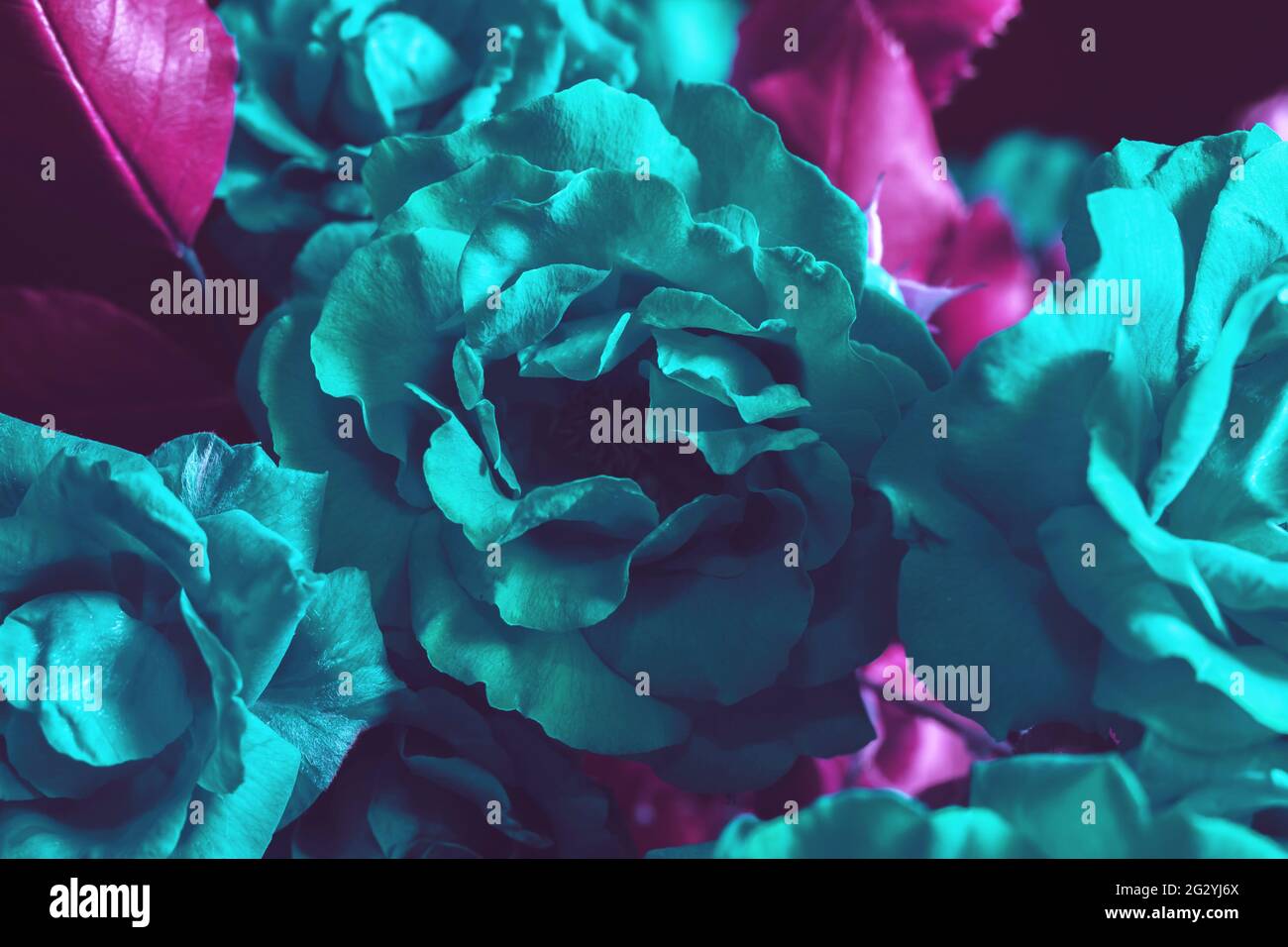 Beautiful fresh roses. Plants texture for designers. Close up of a bush ...