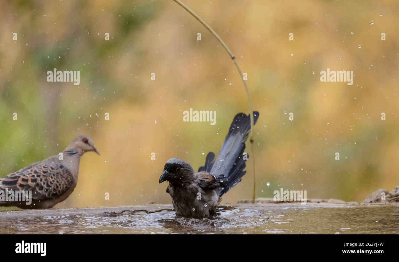 Grey Treepie (Dendrocitta formosae) Bird photographed in Sattal while ...