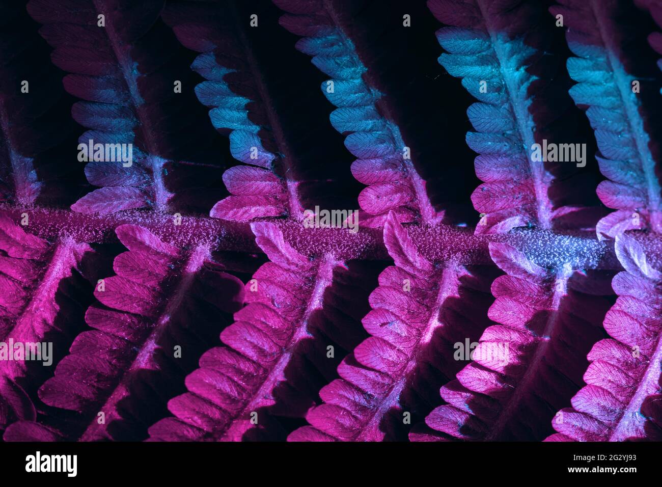 Close up abstract fern plant colorful light. Beautiful plant minimal in ...