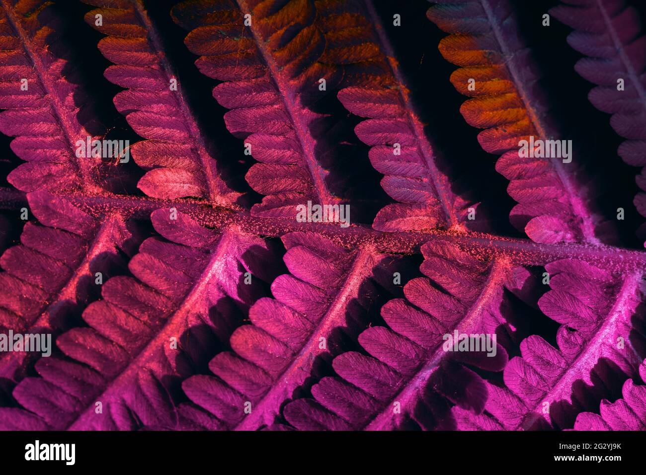 Close up abstract fern plant colorful light. Beautiful plant minimal in ...