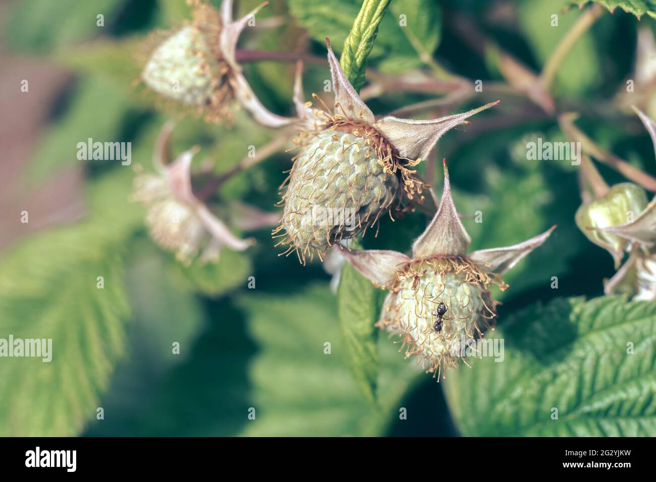 Close up of beautiful fresh green raspberries on a raspberry bush, on a ...
