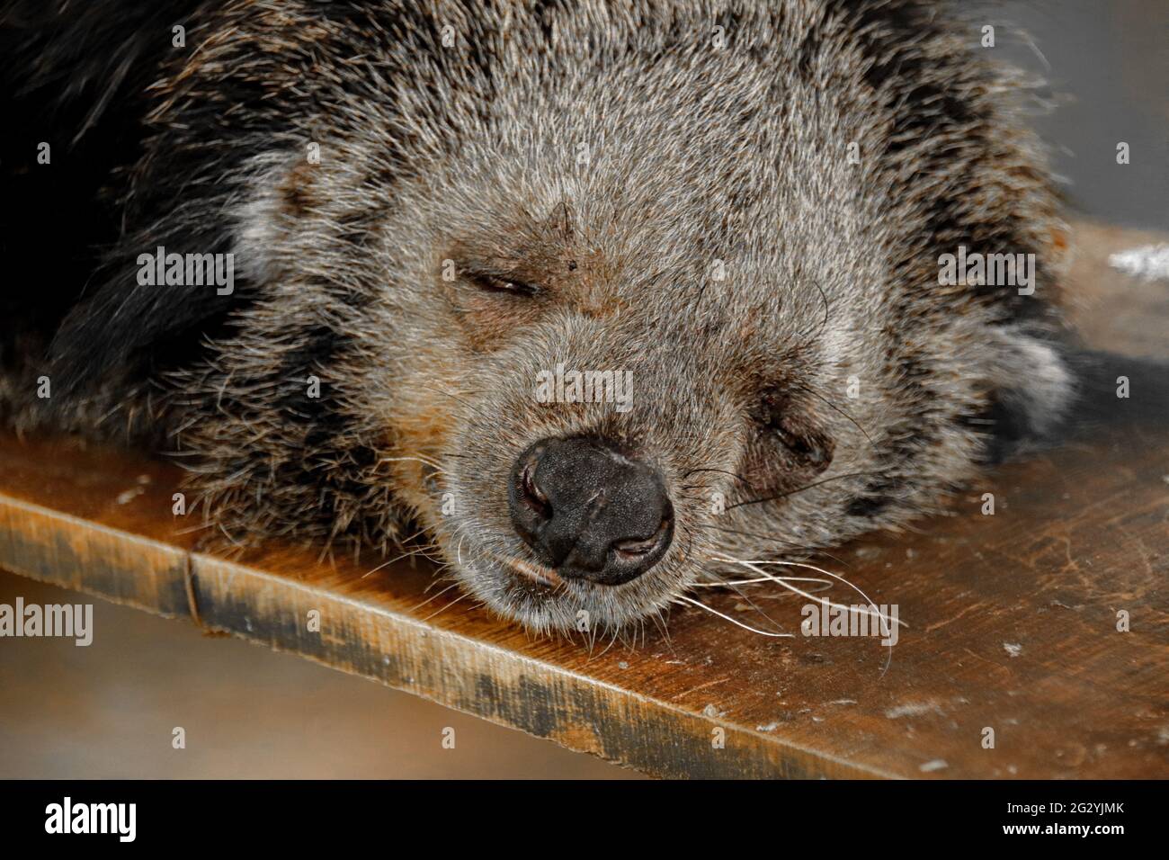A closeup of an adorable fluffy gray bearcat sleeping on the wood in ...