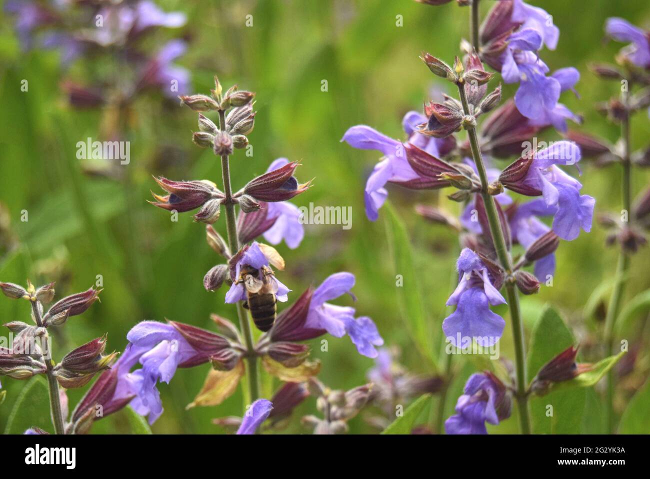Zoomed in bee hi-res stock photography and images - Alamy