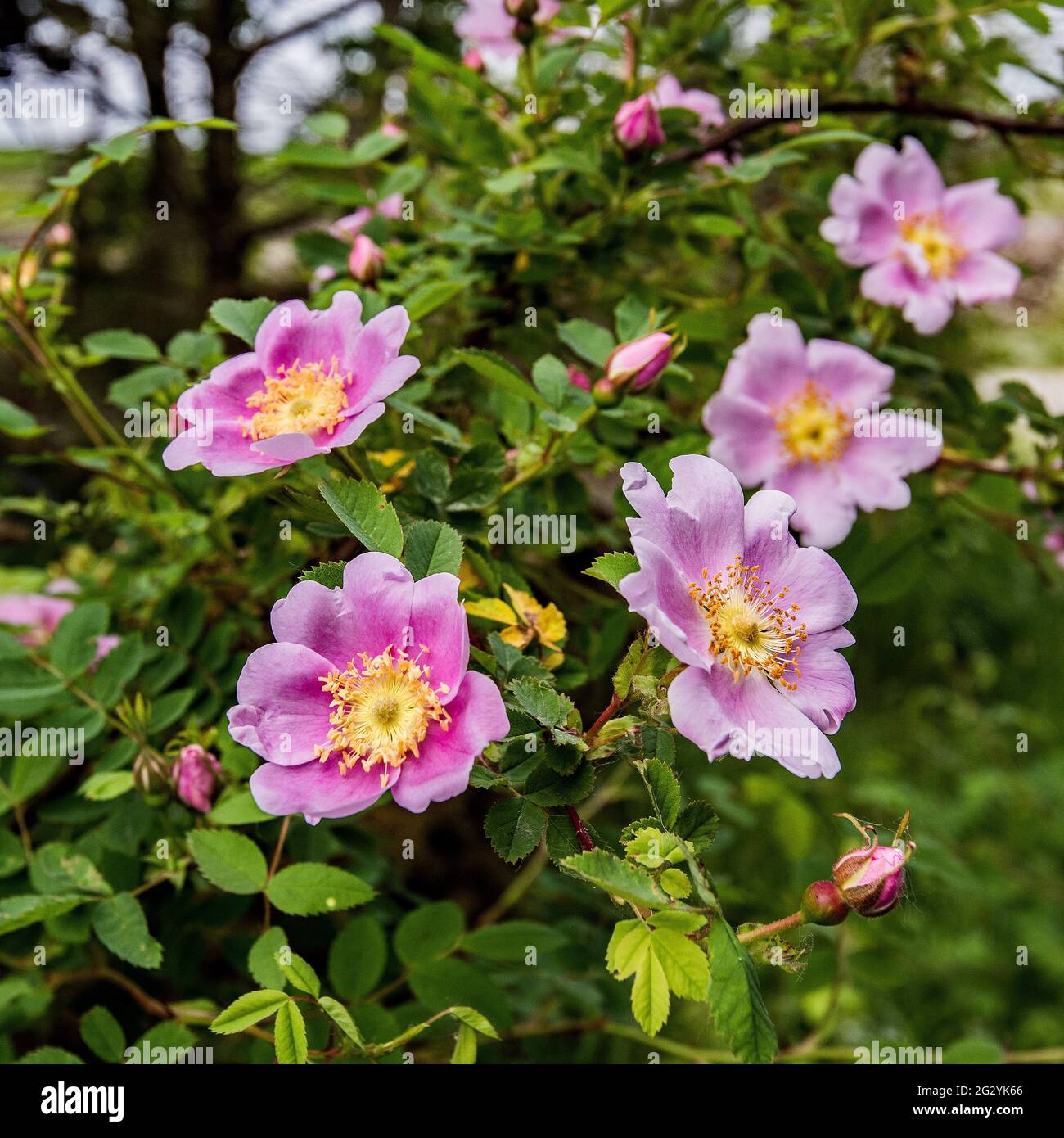 Produces rose hips hi-res stock photography and images - Alamy