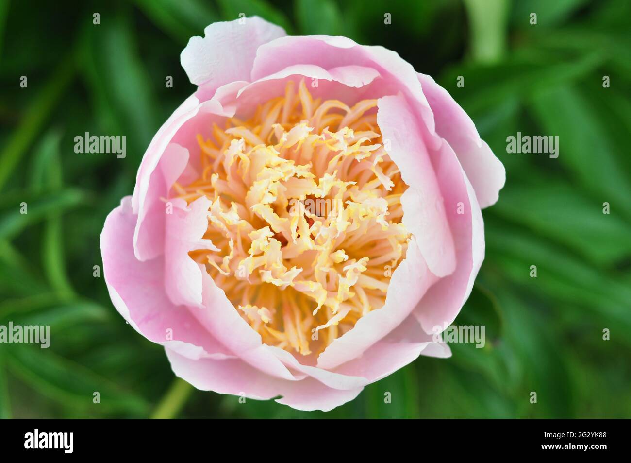Blooming of peonies bushes in the garden in summer.Natural background ...