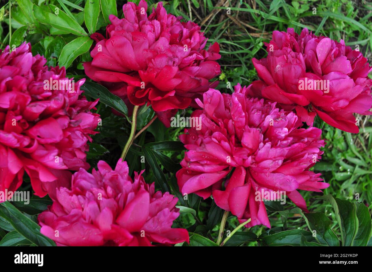 Blooming of peonies bushes in the garden in summer.Natural background ...