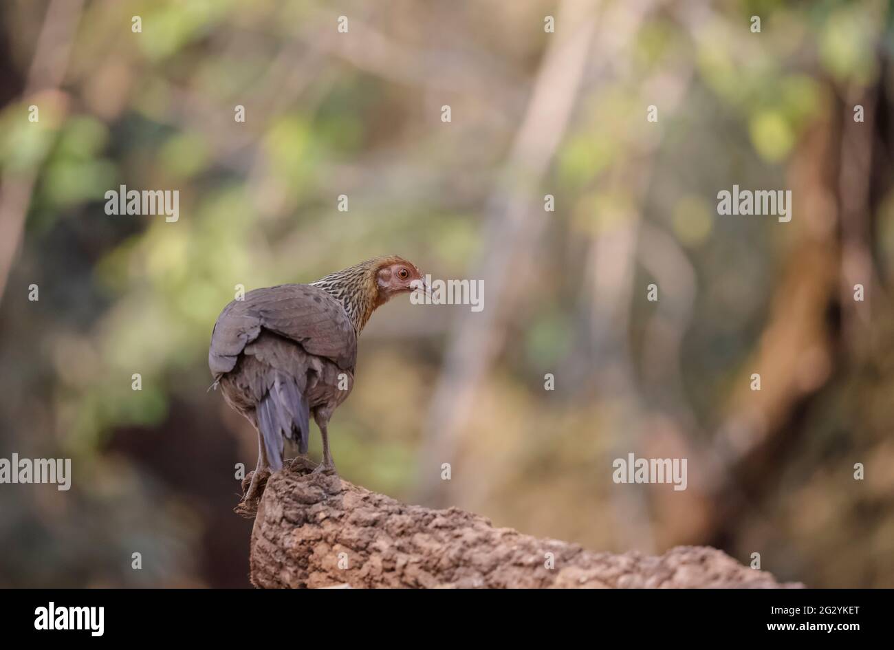 Red junglefowl (Gallus gallus) female hen photographed in the forest of ...