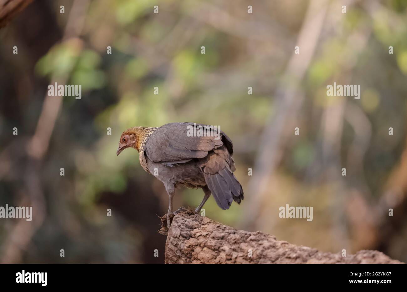 Red junglefowl (Gallus gallus) female hen photographed in the forest of ...