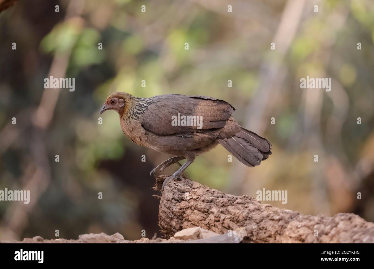 Red junglefowl (Gallus gallus) female hen photographed in the forest of ...