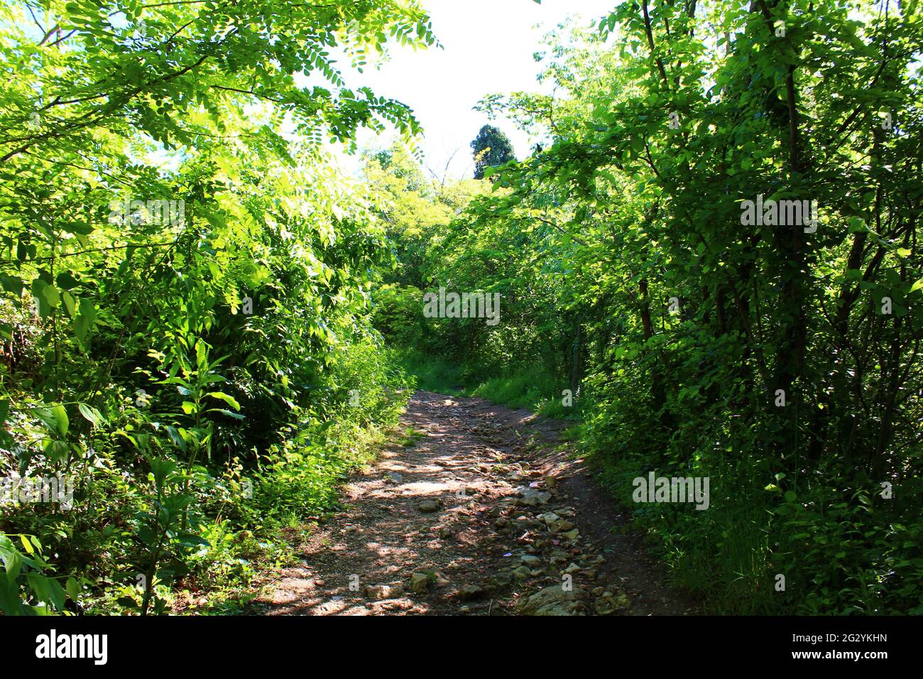 Pathway through nature Stock Photo - Alamy