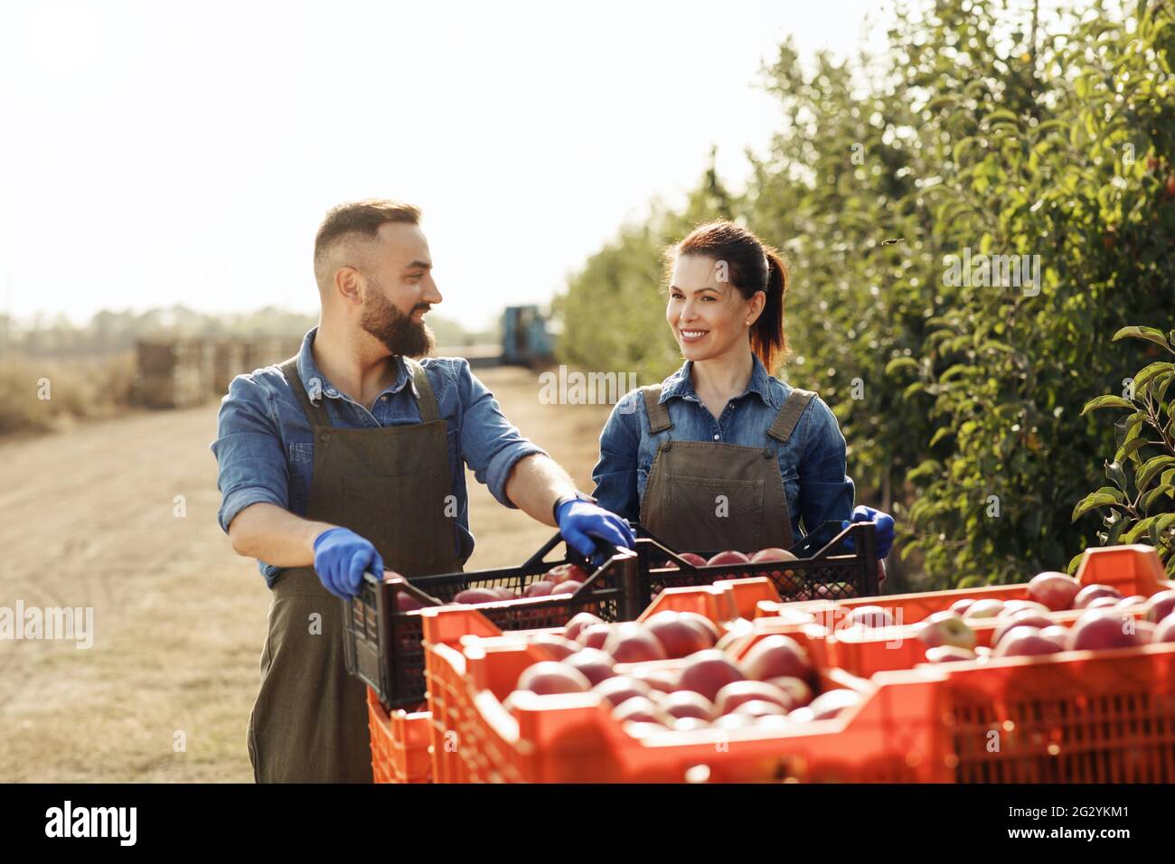 Workers on eco farm, good harvest in summer, autumn in sun flare Stock ...