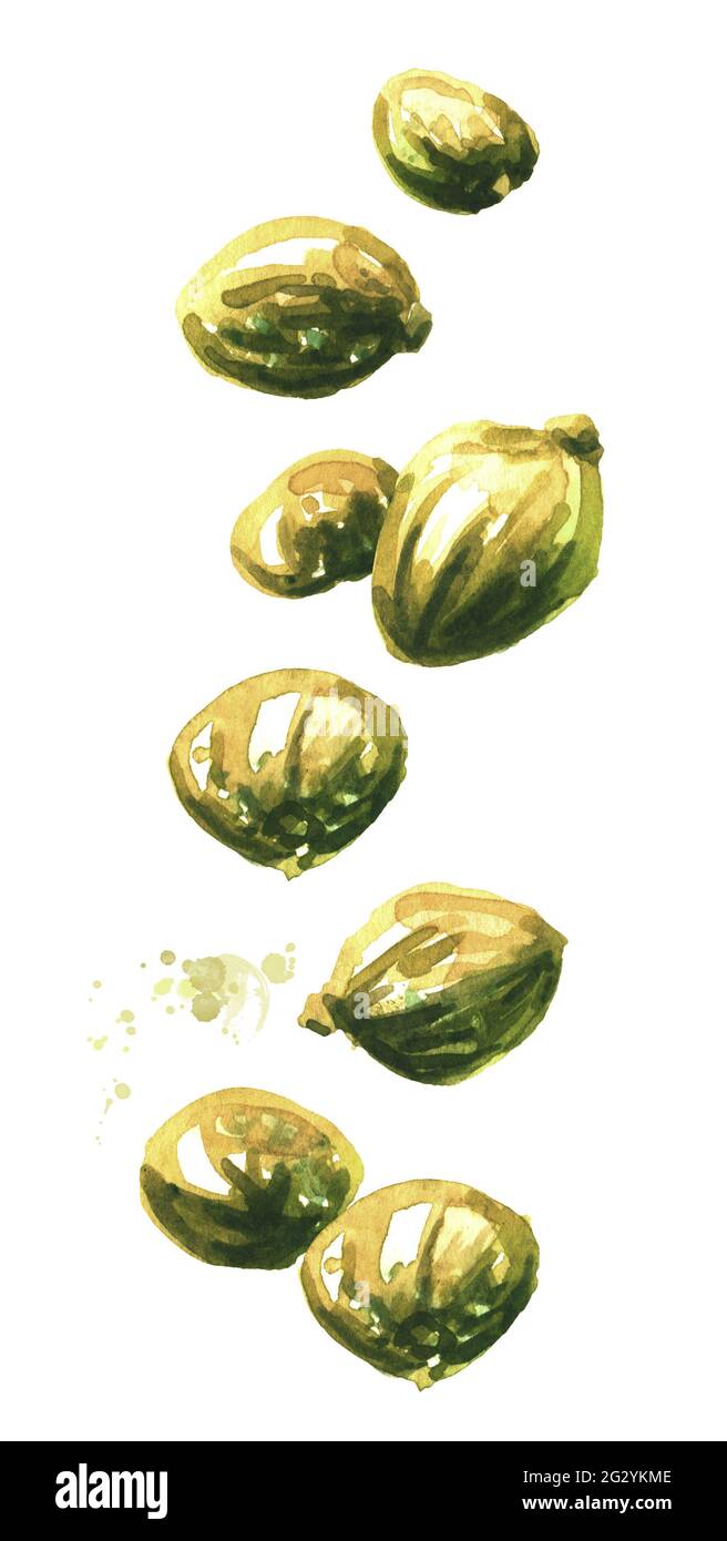 Falling Marinated small capers. Hand drawn horizontal watercolor ...