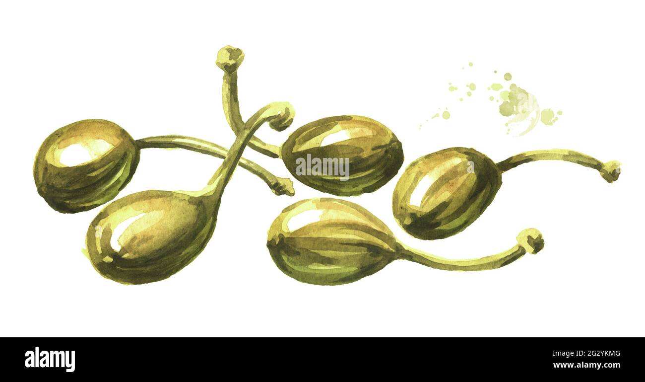 Heap of Marinated big capers. Hand drawn watercolor illustration ...