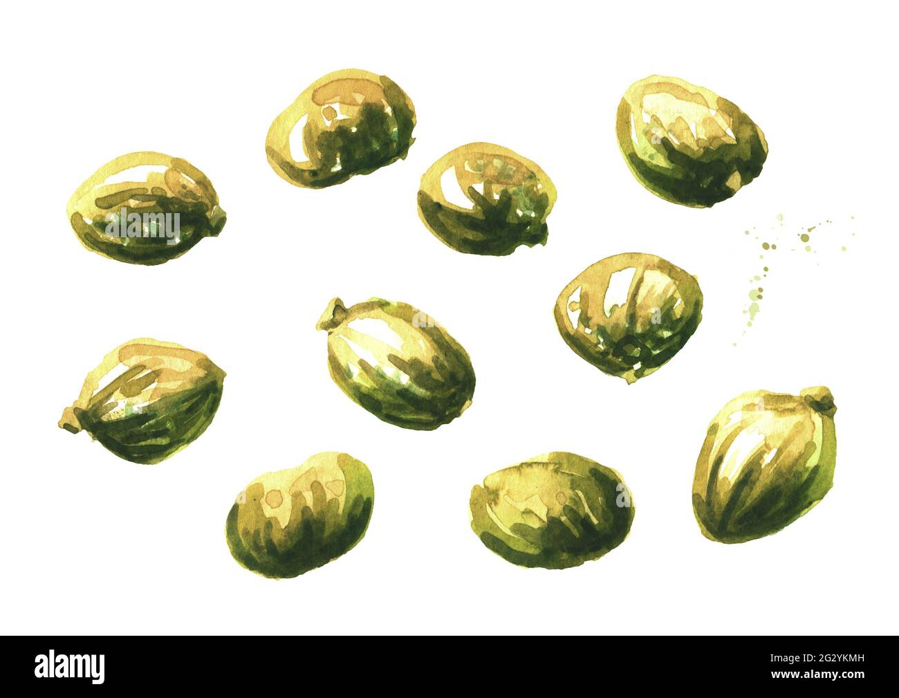 Marinated small capers set. Hand drawn watercolor illustration isolated ...