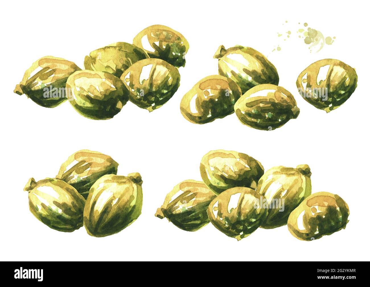 Heap of Marinated small capers set. Hand drawn watercolor illustration ...