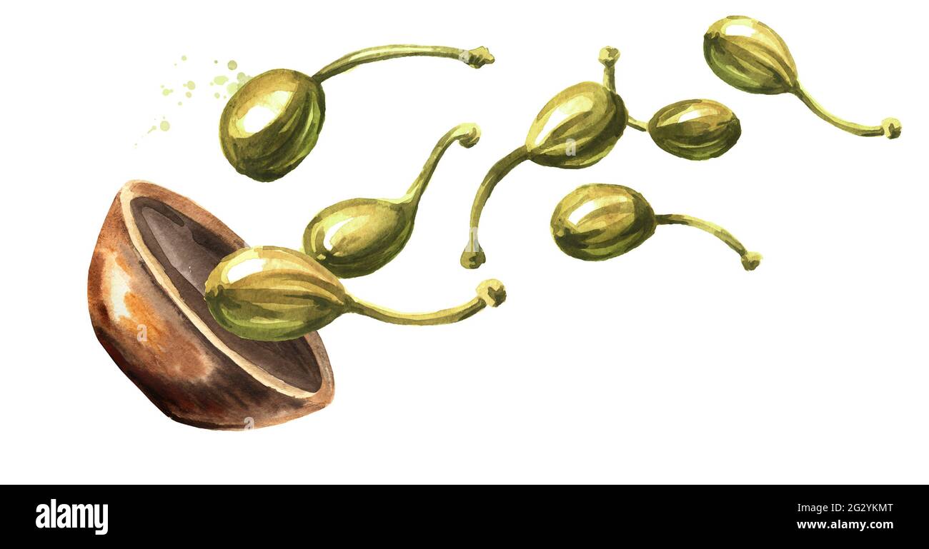 Bowl with Marinated big capers. Hand drawn horizontal watercolor ...