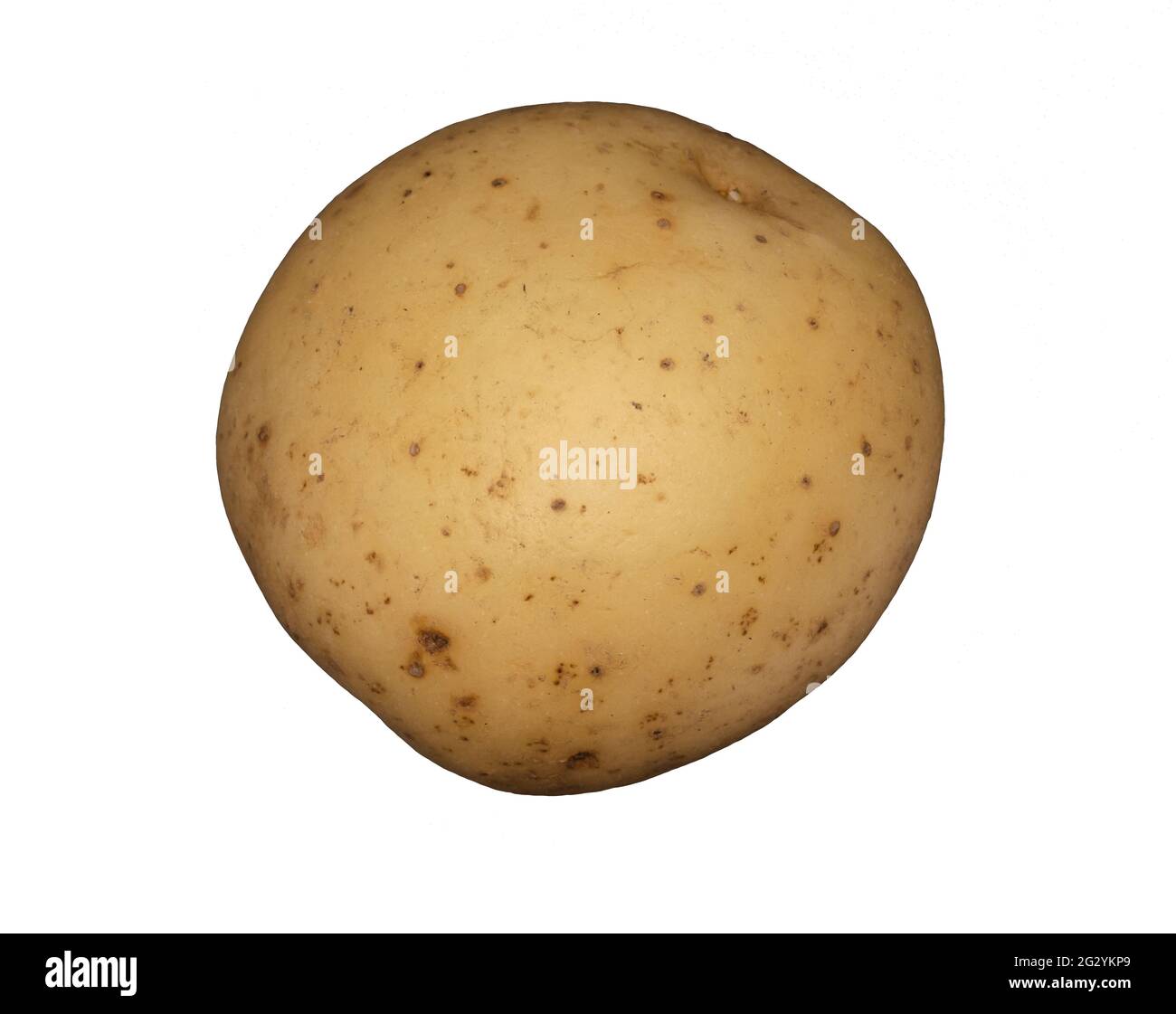A white potato on a plain white background Stock Photo - Alamy