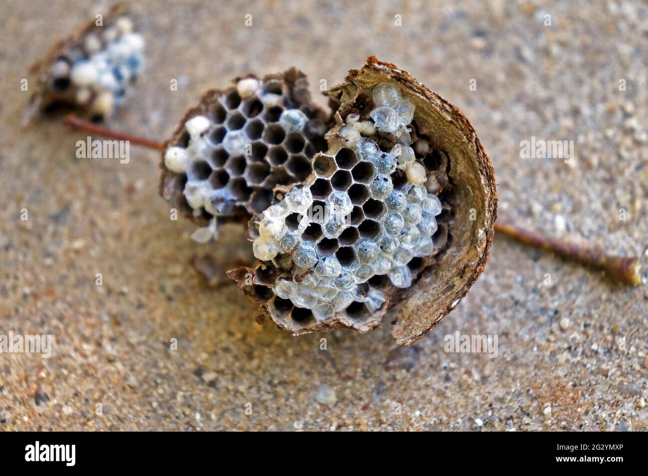 Wasp nest lying on the ground Stock Photo - Alamy
