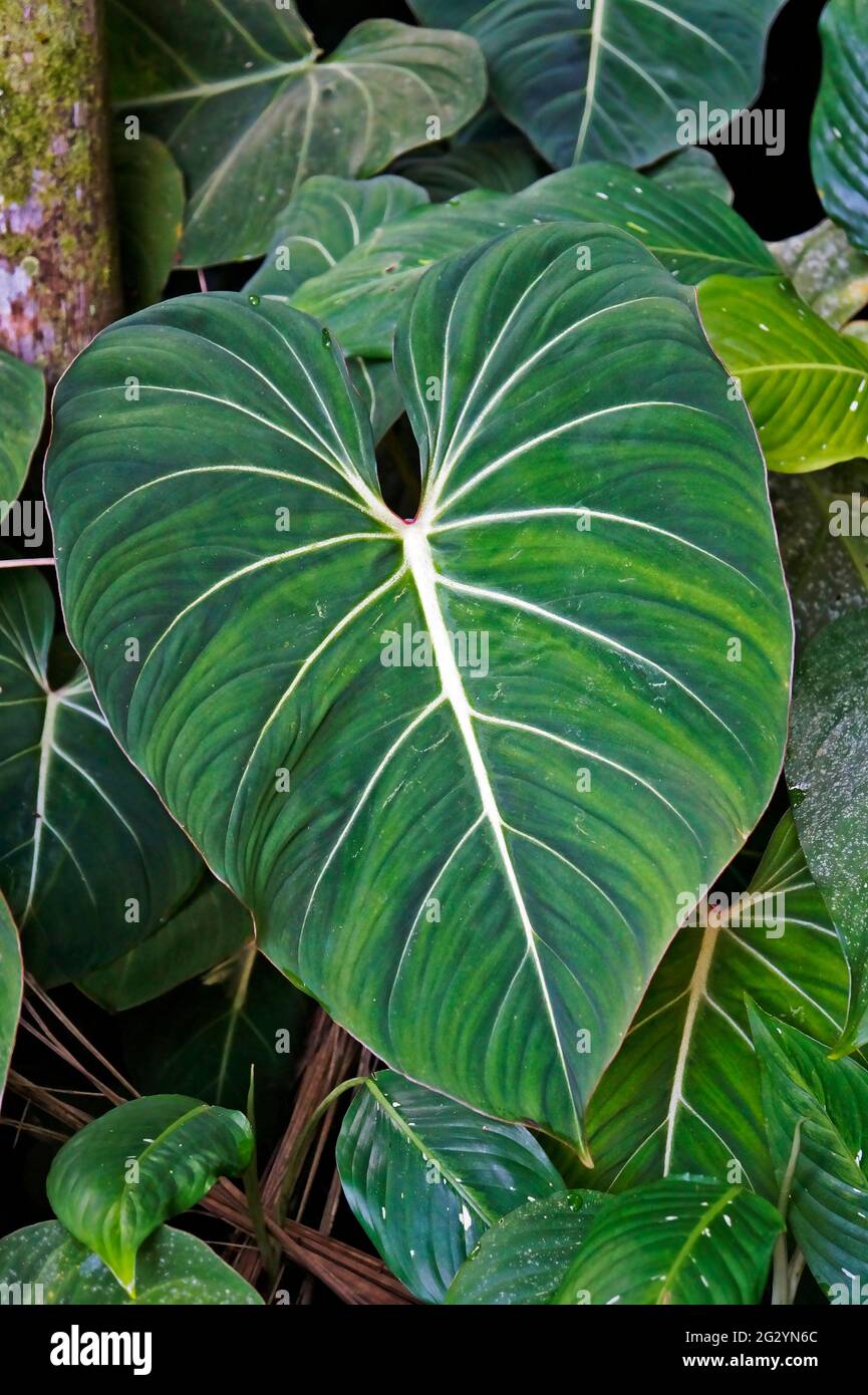 Philodendron Forest High Resolution Stock Photography and Images - Alamy