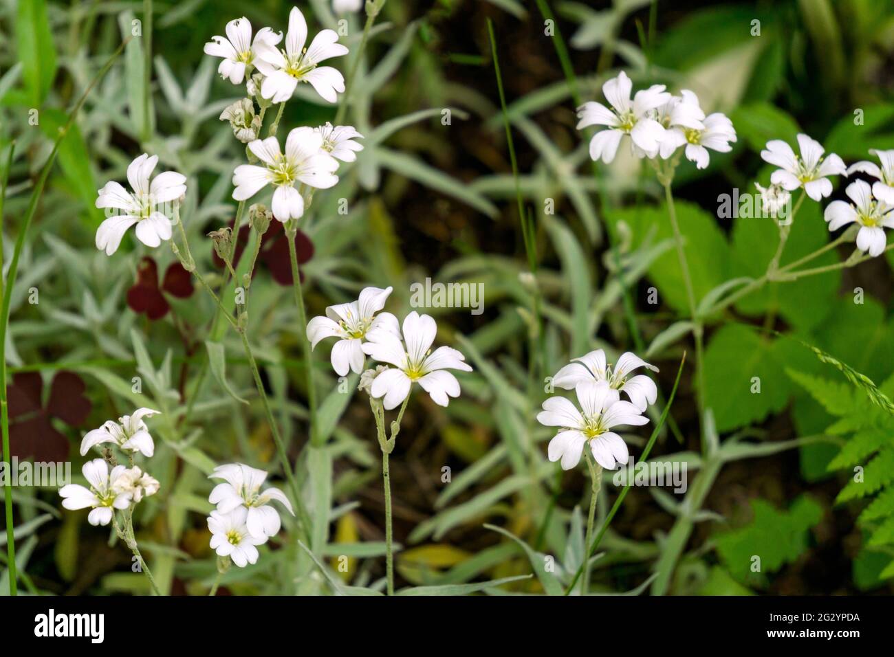 White flowers chickweed in the spring forest Stock Photo - Alamy