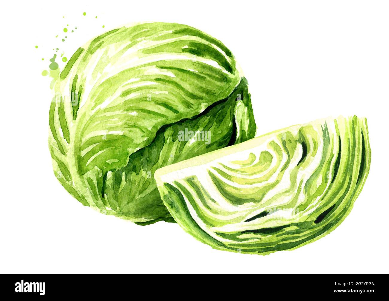 Whole cabbage with cutted one. Watercolor hand drawn illustration ...