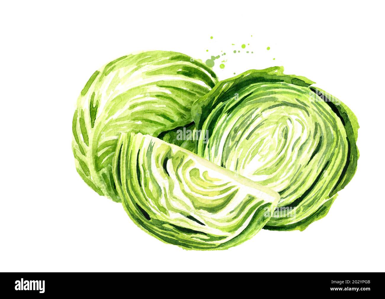 Fresh cabbage. Watercolor hand drawn illustration isolated on white ...