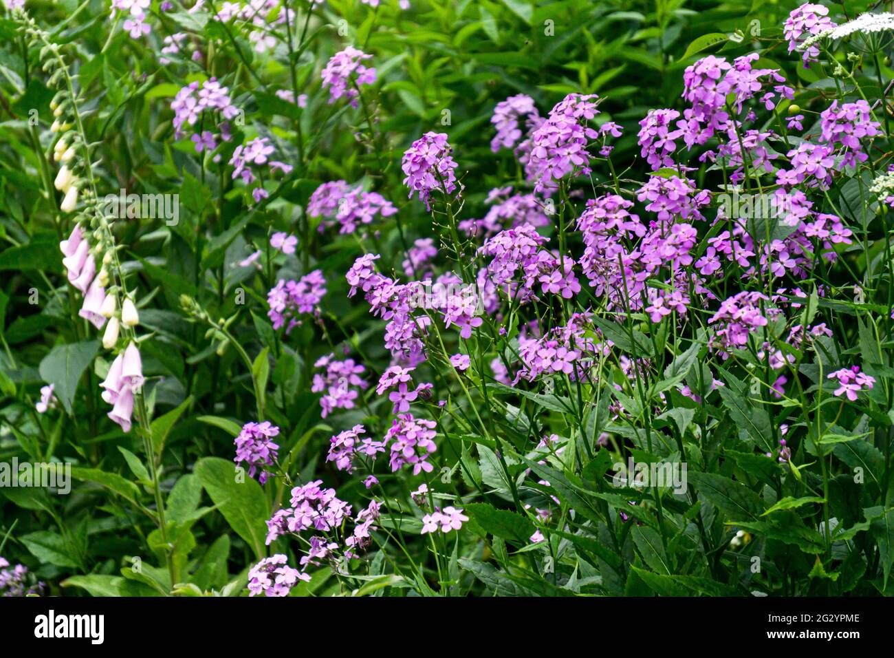 Purple mattiola bicorn flower close-up in natural nature Stock Photo ...