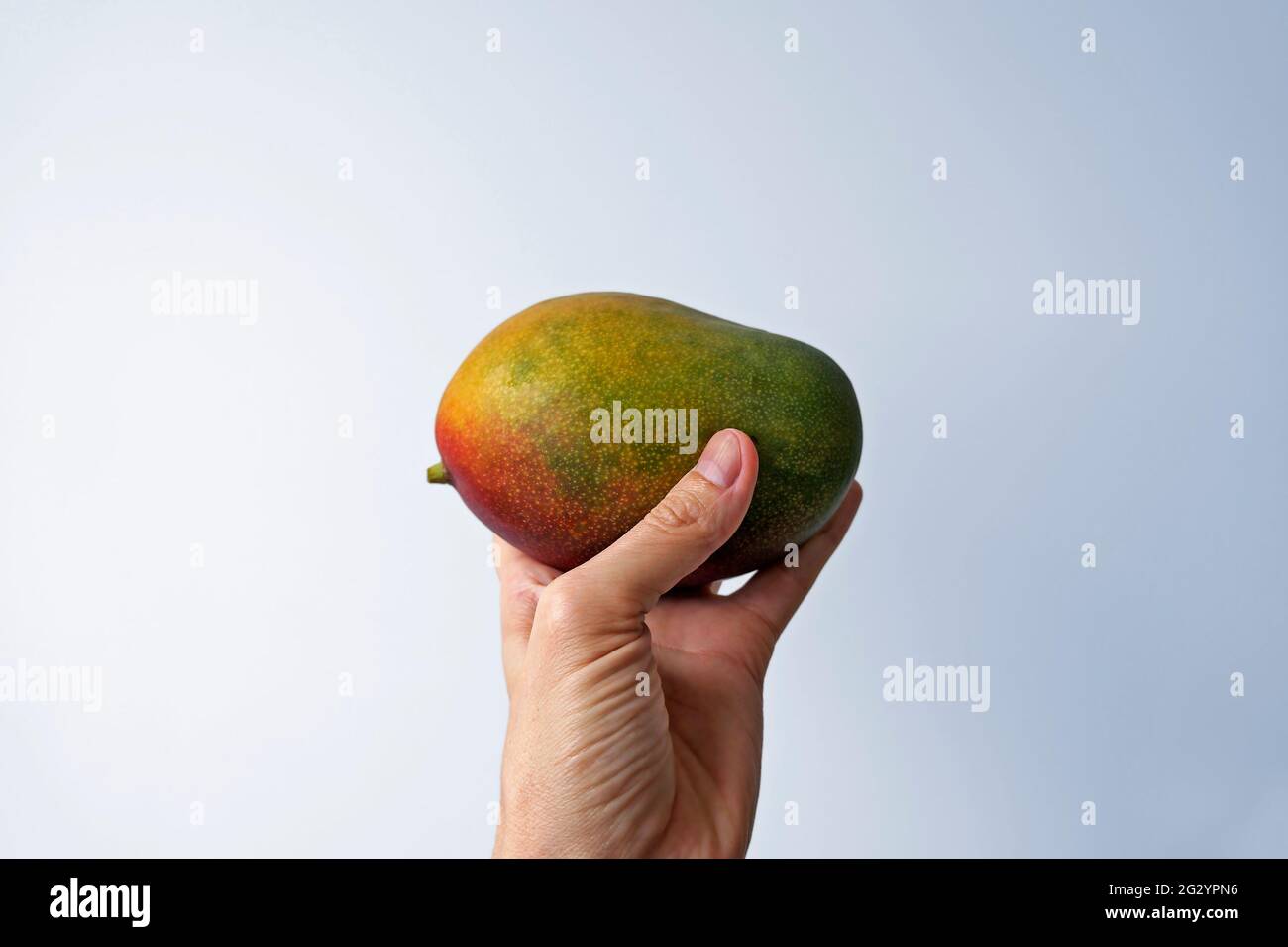 Hand holding mango hi-res stock photography and images - Alamy