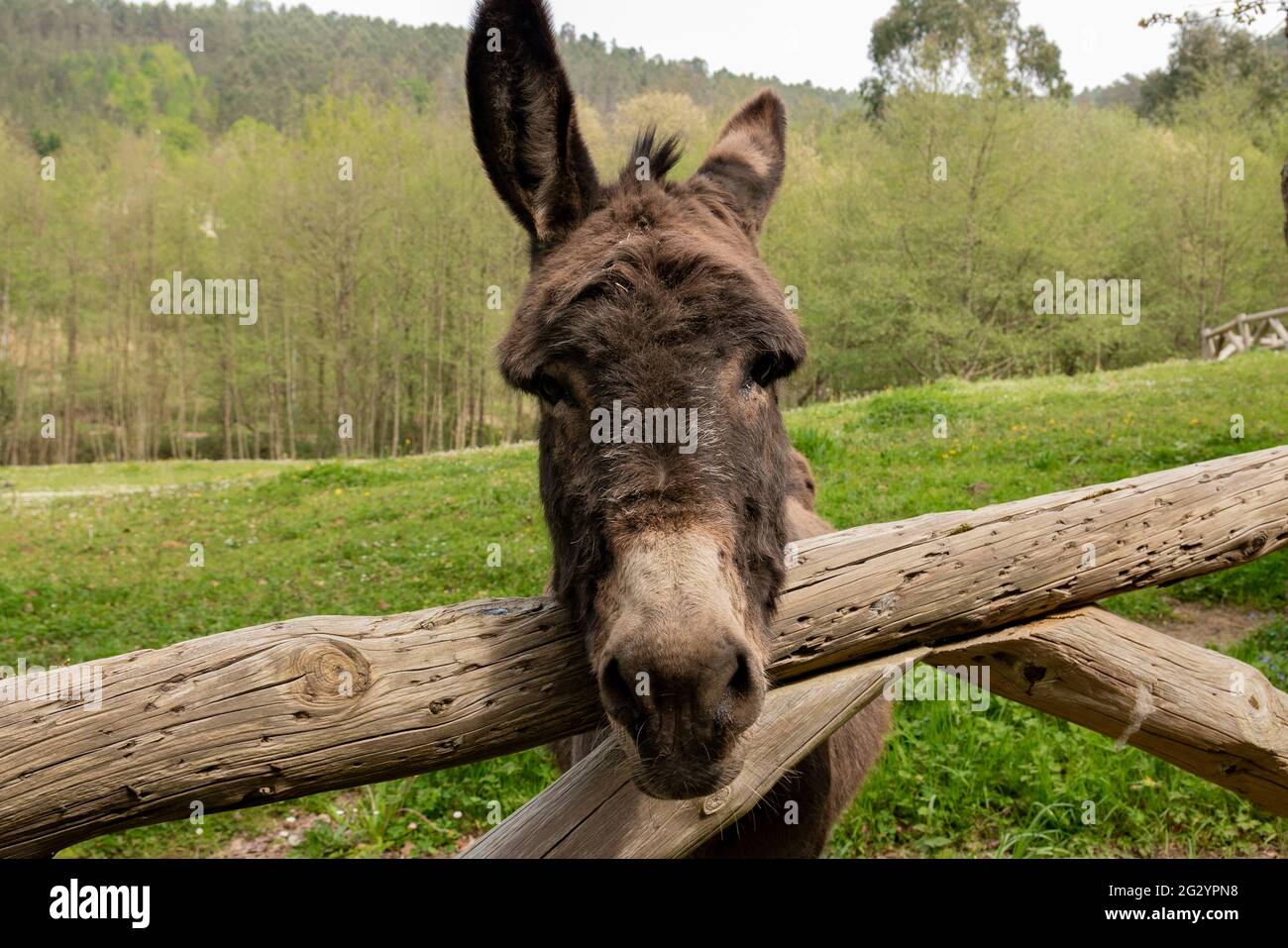 Donkey looking at the camera hi-res stock photography and images - Alamy
