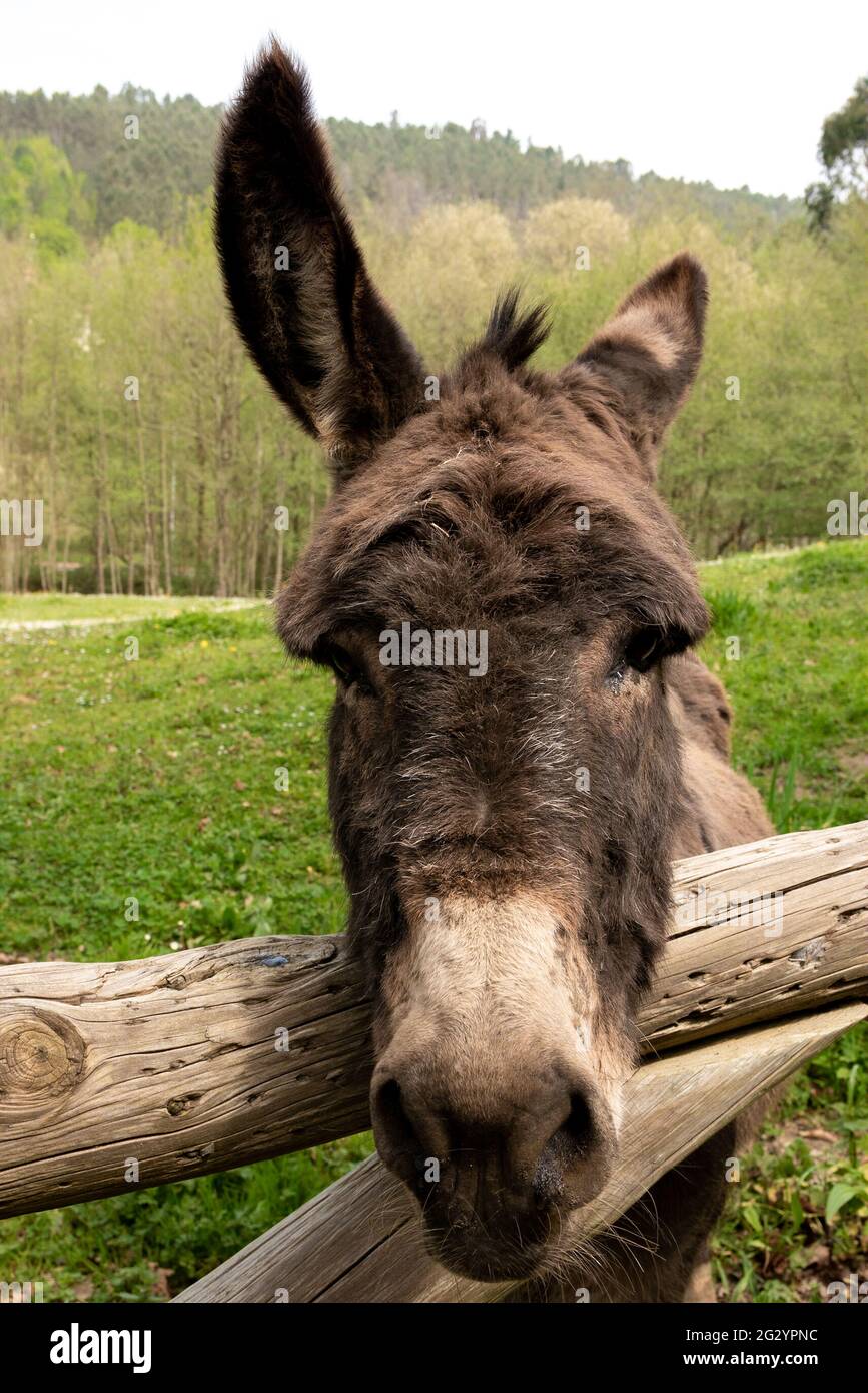nice donkey looking at camera in a green field Stock Photo - Alamy