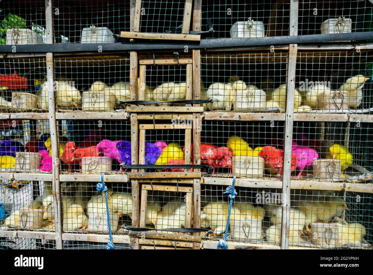 Coloured chicks sold in an animal market in Bali, Indonesia Stock Photo ...