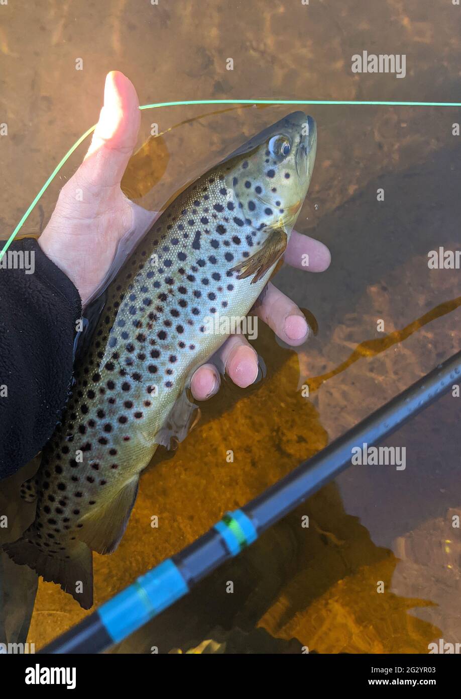 Trout camouflage hi-res stock photography and images - Alamy