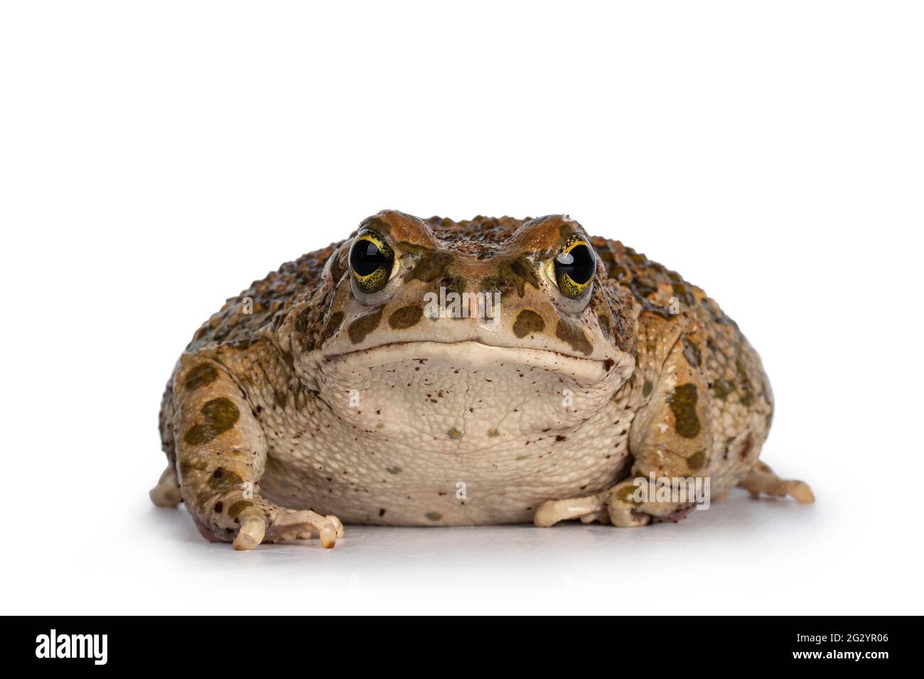 Eye level toad hi-res stock photography and images - Alamy