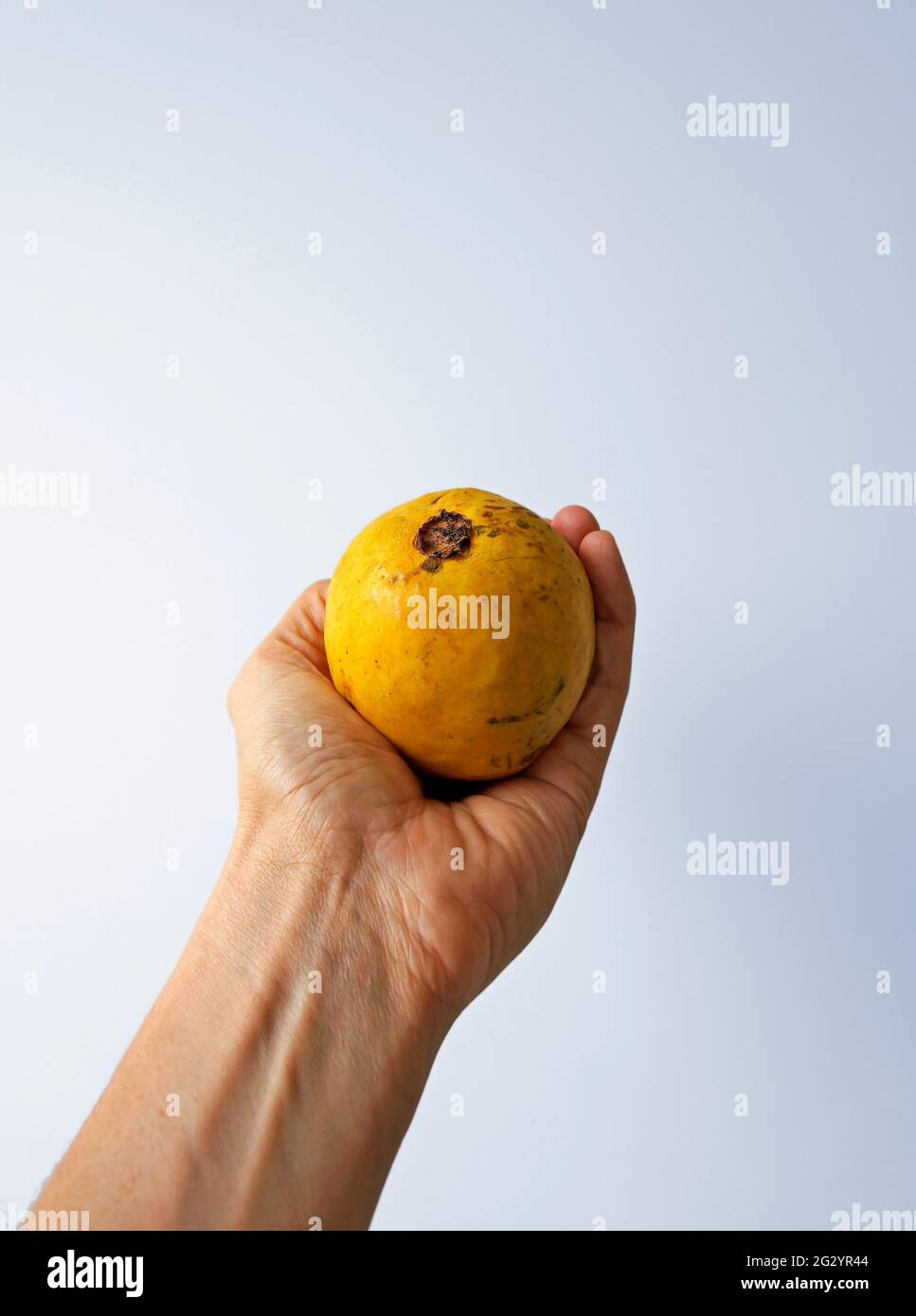 Guava on hand in a bright background Stock Photo - Alamy
