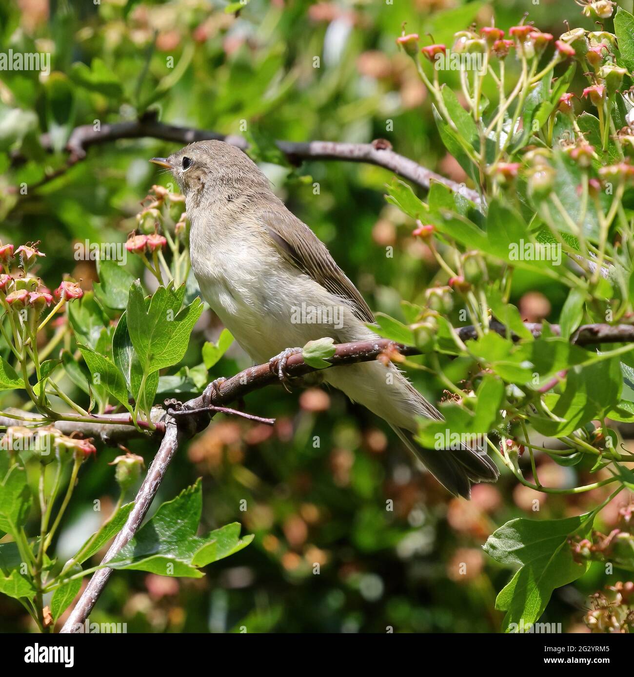 Common Chiffchaff (Phylioscopus Collybita Stock Photo - Alamy