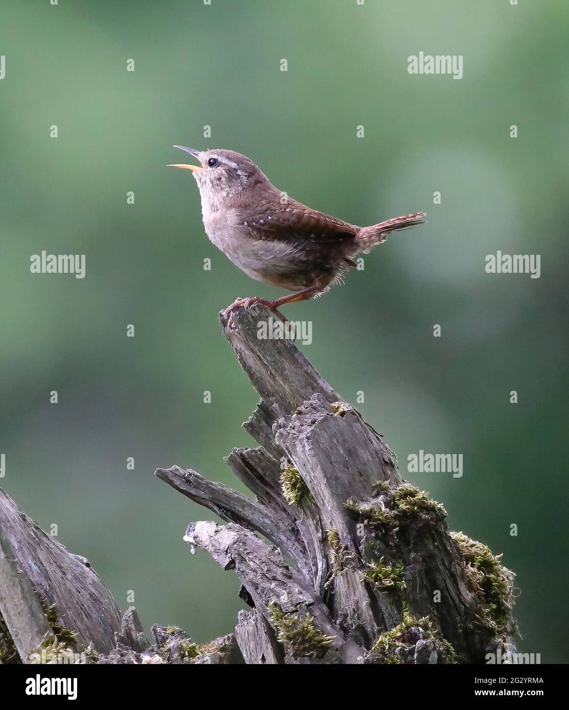 Jenny wren singing hi-res stock photography and images - Alamy