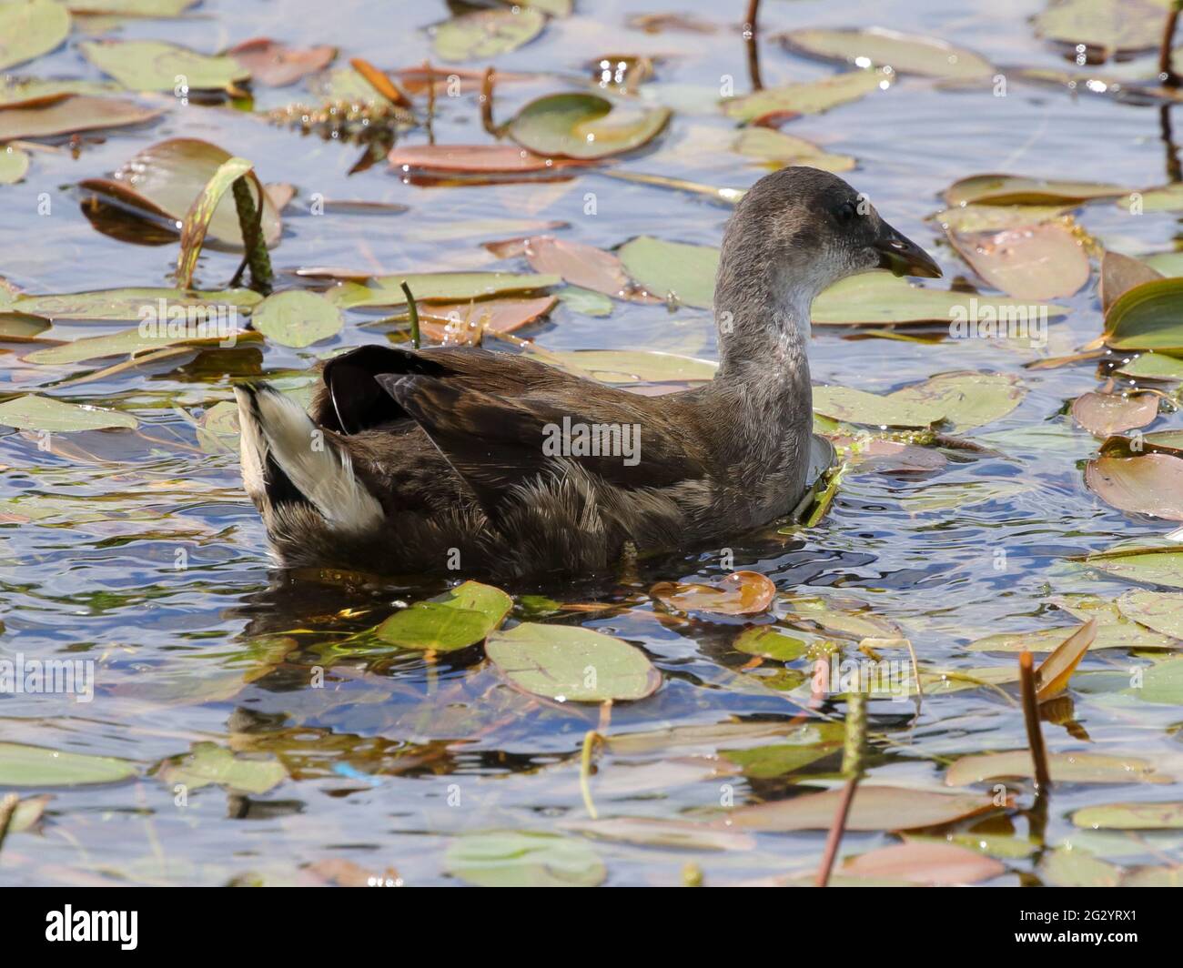 Juvenile moorhen hi-res stock photography and images - Alamy