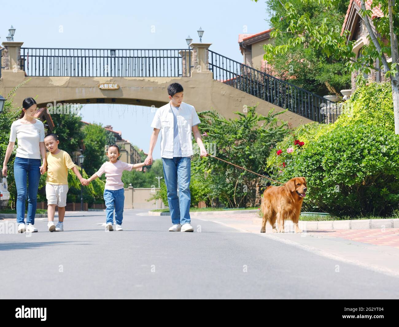 Happy family of four walking dogs outdoors high quality photo Stock ...
