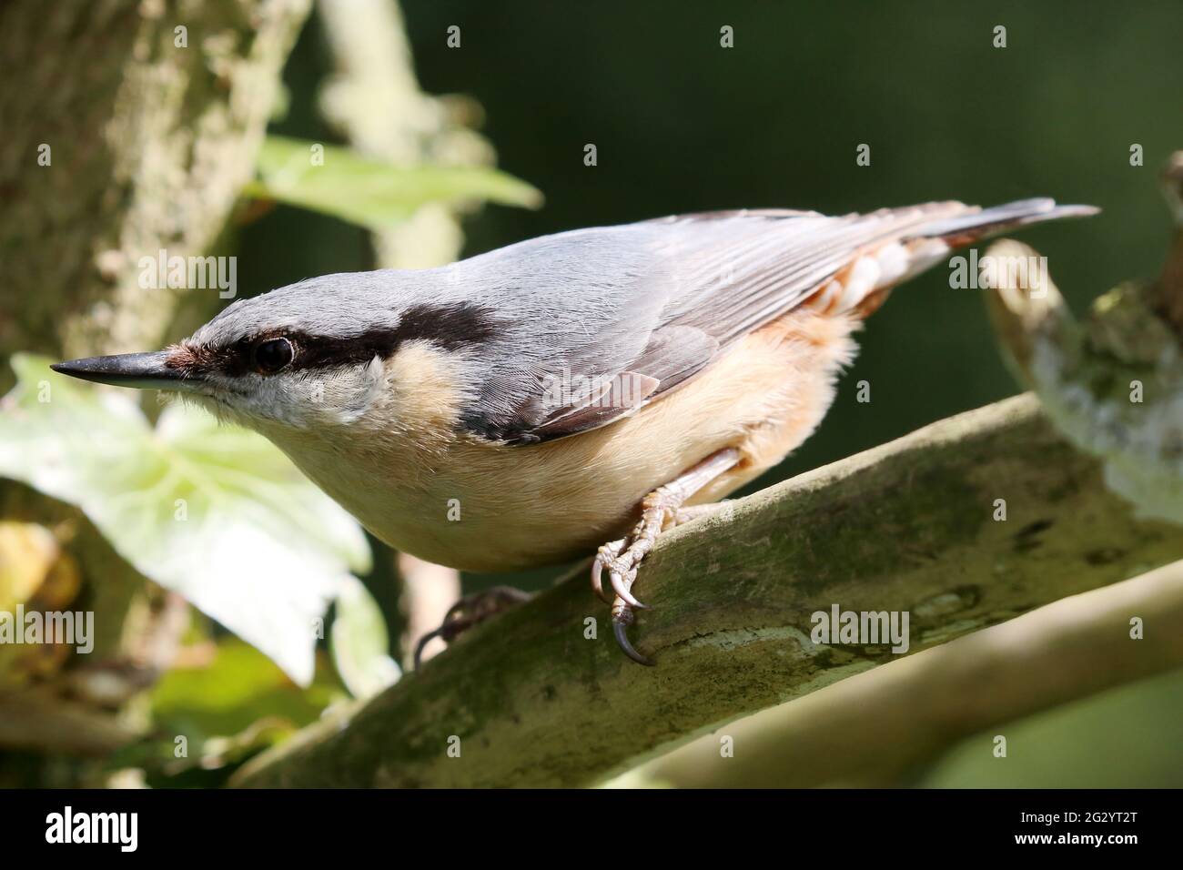 British Nuthatch High Resolution Stock Photography and Images - Alamy