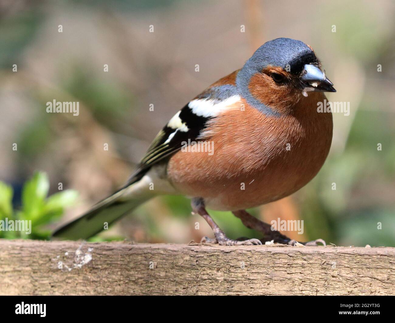 Rural chaffinch hi-res stock photography and images - Alamy
