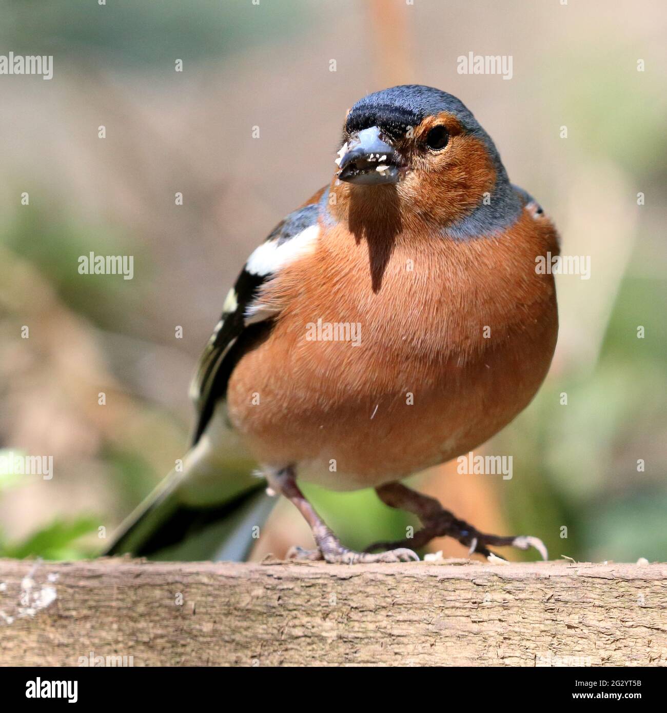 European chaffinch hi-res stock photography and images - Alamy