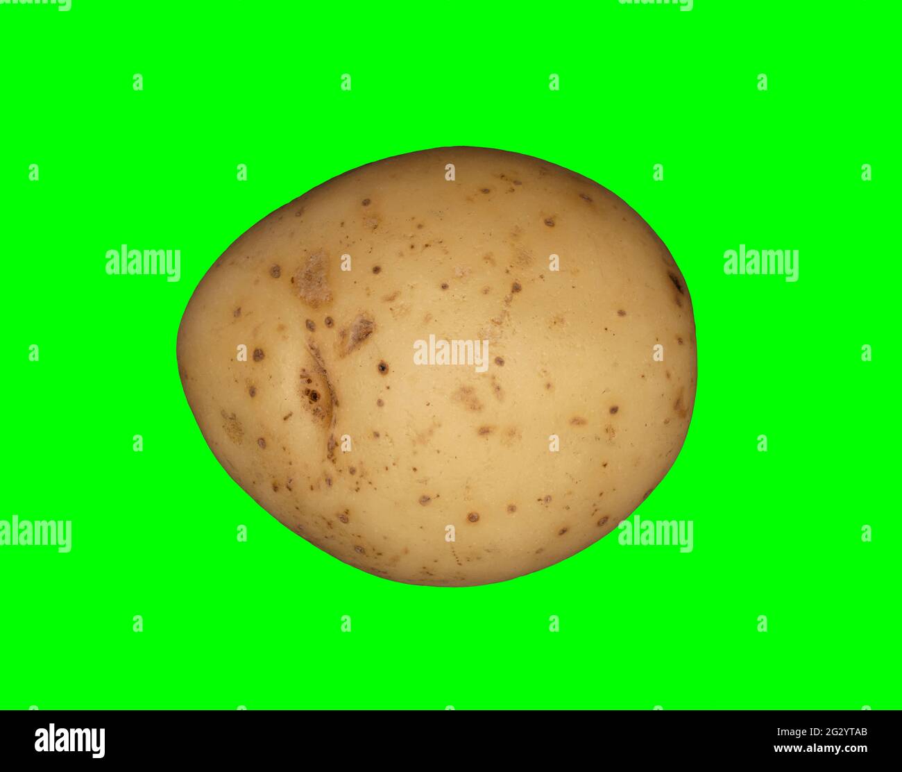 A white potato on a plain green background ready for easy keying Stock ...