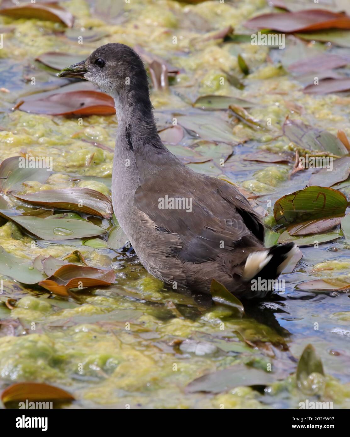Juvenile Moorhen (Gallinula Chloropus Stock Photo - Alamy
